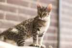 Now, let’s learn about the Egyptian mau temperament and personality.