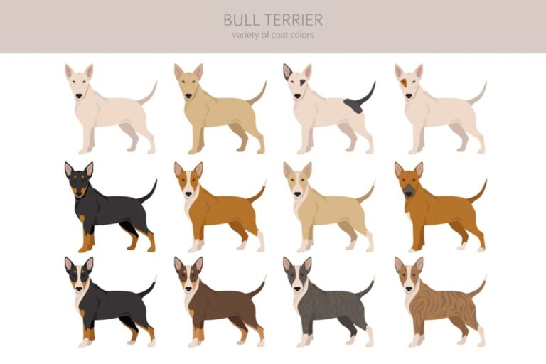 Bullies have a sleek, short coat that’s shiny and feels tough. They ...