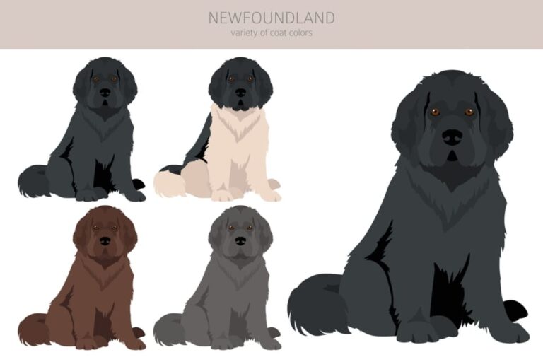 These dogs have double-layered coats that help them handle both cold ...