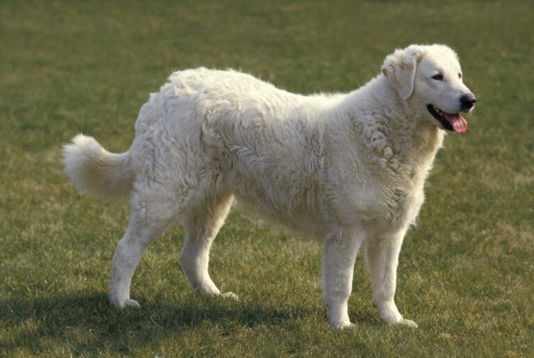 Kuvasz Dog Overview