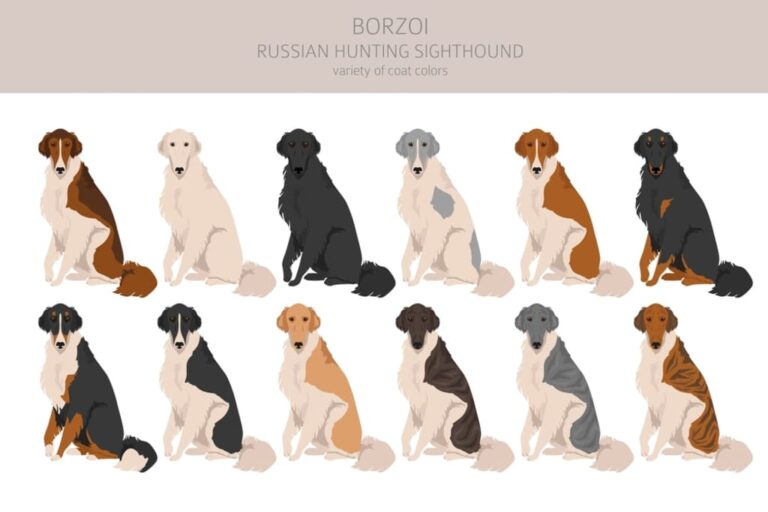 The Borzoi boasts a luxurious coat that is long, silky, and straight ...