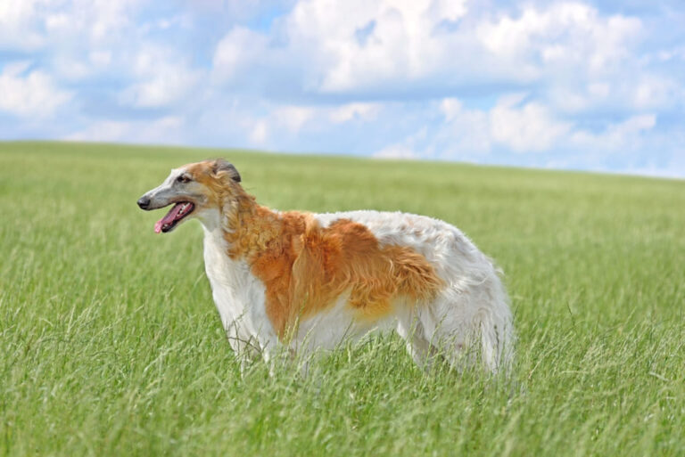 The Russian breed Borzoi is highly devoted and can be your great companion if they are ...