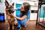 Metronidazole is generally considered safe for dogs, but caution is ...