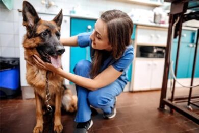 Metronidazole is generally considered safe for dogs, but caution is ...