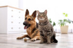 When it comes to flooring, pet owners should consider durability, ease ...