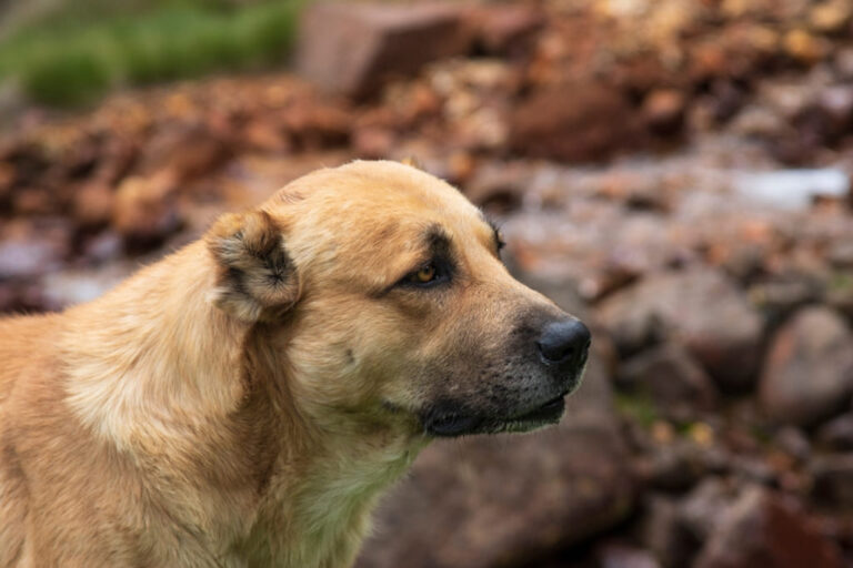 Armenian Gampr Dog Overview