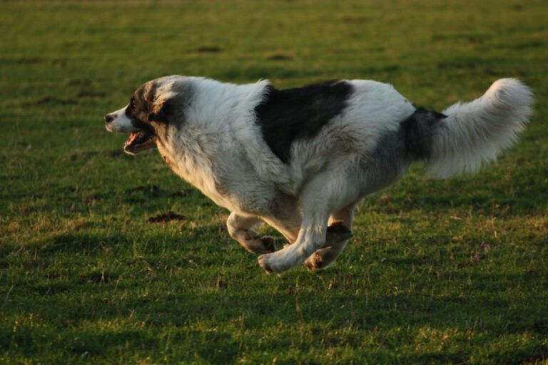 Pyrenean Mastiff Dog Overview