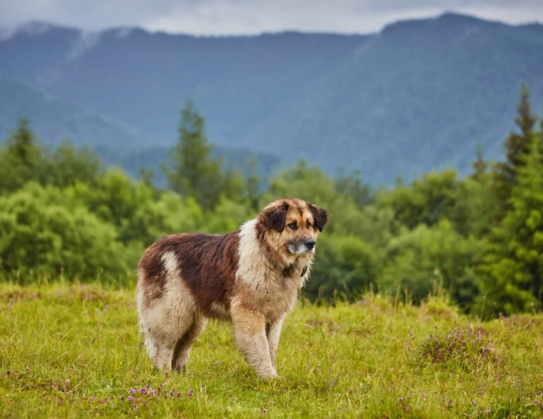 Romanian Carpathian Shepherd Dog Overview
