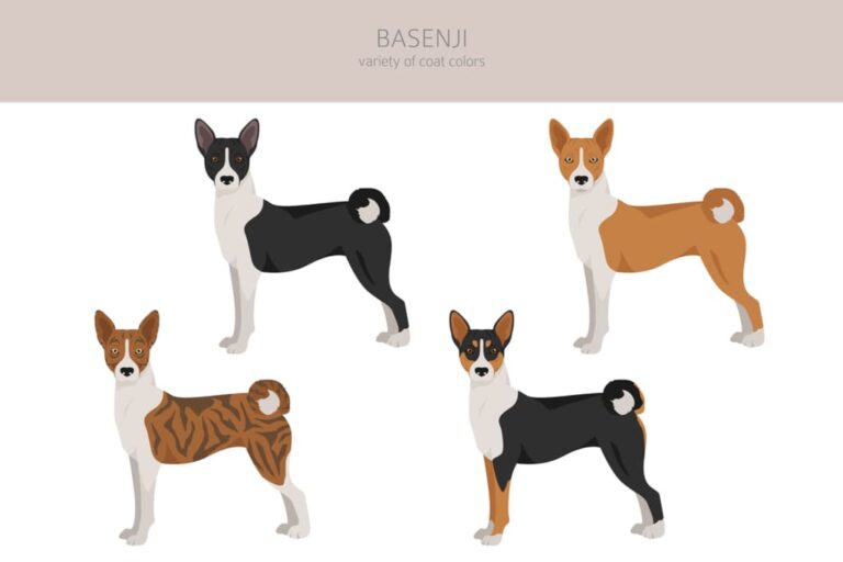 Basenji’s coat showcases a kaleidoscope of colors, each with its own charm: