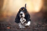 Basset Hound Dog Breed