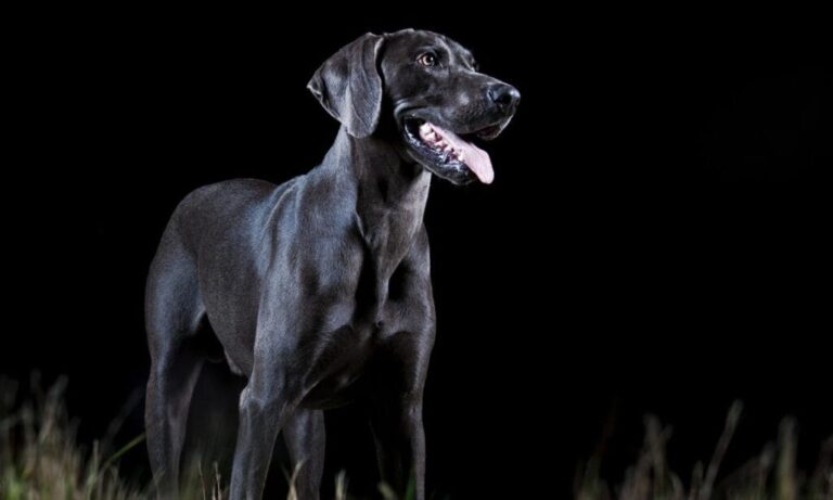 Dogs see better in the dark than humans because they’re built for ...