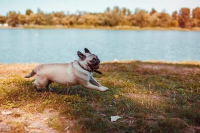 Pugs require a moderate amount of exercise, about an hour each day. A ...