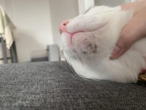 So, how do you determine whether your feline friend has acne? How do ...