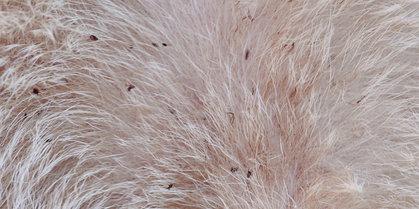 If your dog has flea dirt, don’t worry, as it’s actually a good thing ...