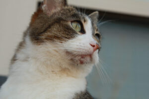 The exact cause of cat chin acne remains a bit of a mystery, but ...