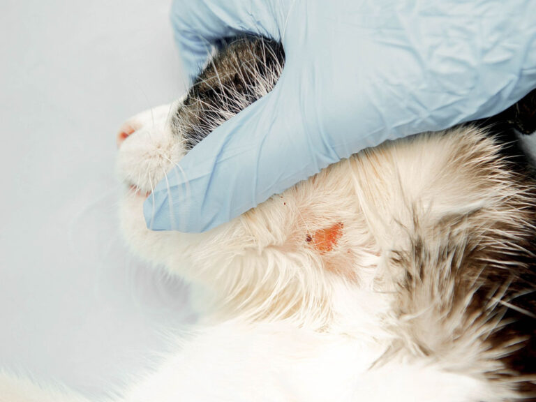 Cat chin mites, while not a major health concern, can be a source of ...