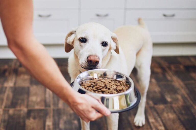 A balanced and nutritious diet is the foundation of your dog’s health.