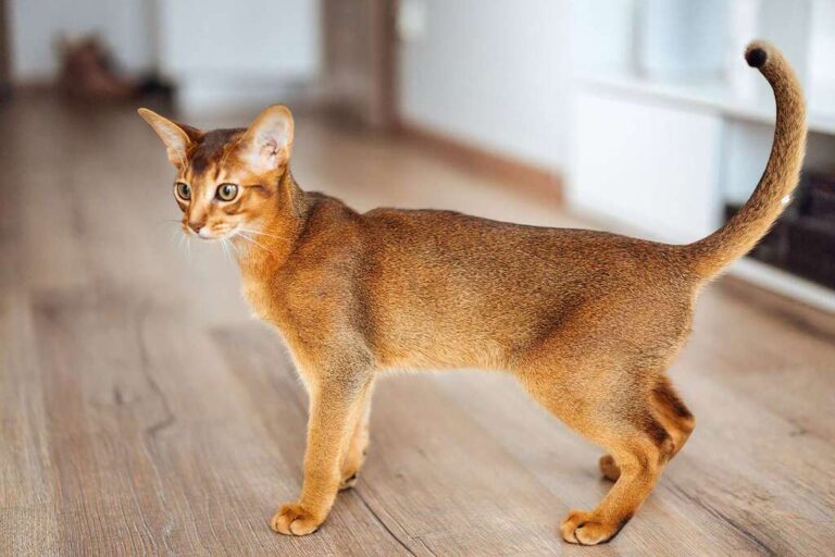 Abyssinian Cat Appearance