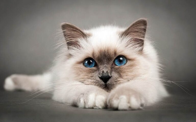 Birman Cat Characteristics and Appearance