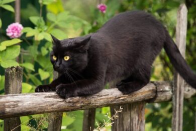 Bombay Cat Personality