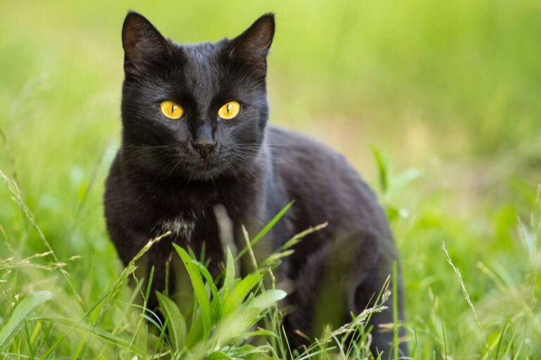 Bombay Cat Diet and Nutrition