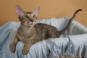 Oriental Shorthair Cat Appearance