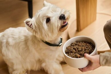 Dog Nutrition & Food