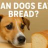 Can Dogs Eat Bread? A Comprehensive Guide